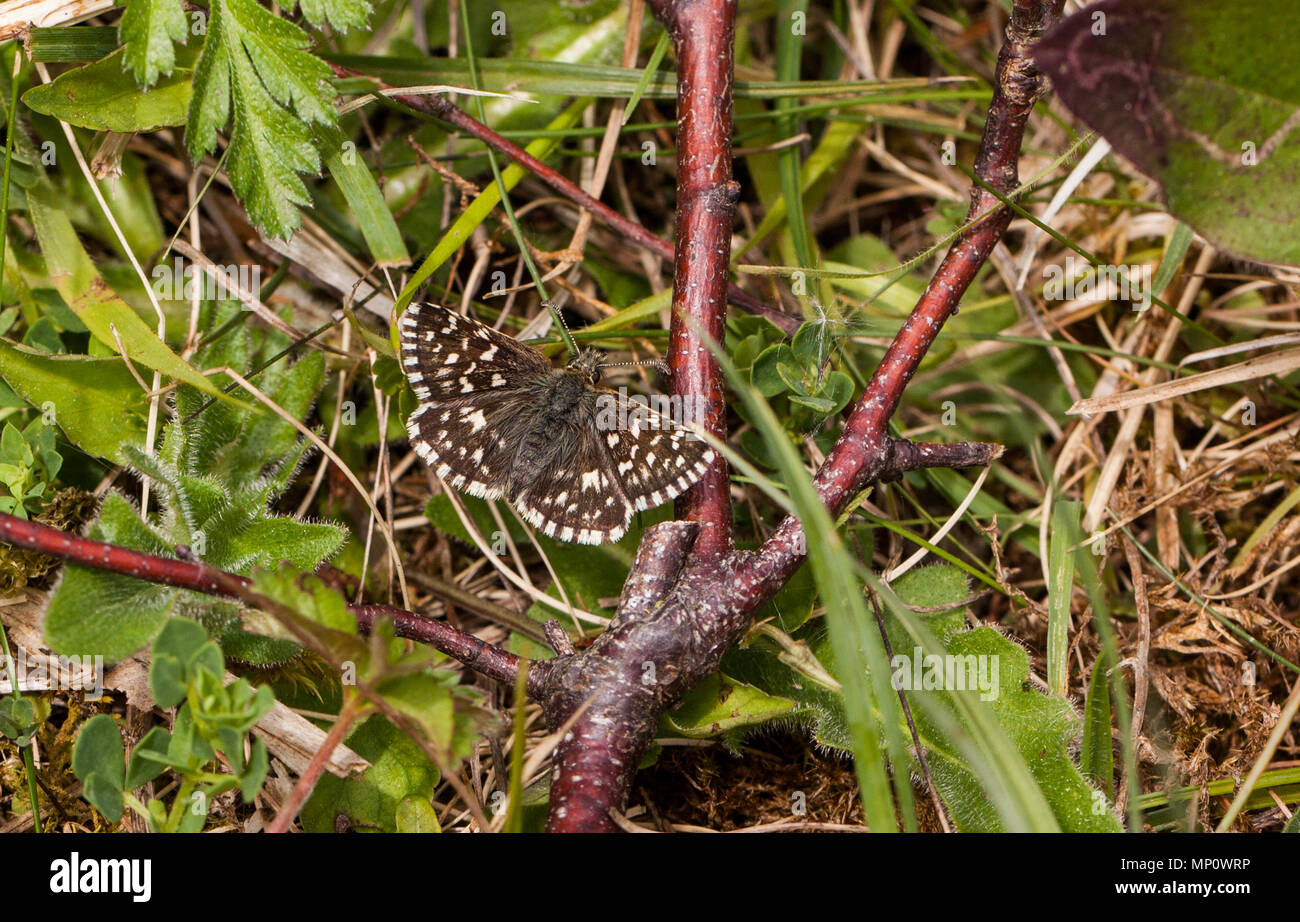 Grizzled Skipper butterfly Pyrgus malvae at the Llanymynech rocks ...