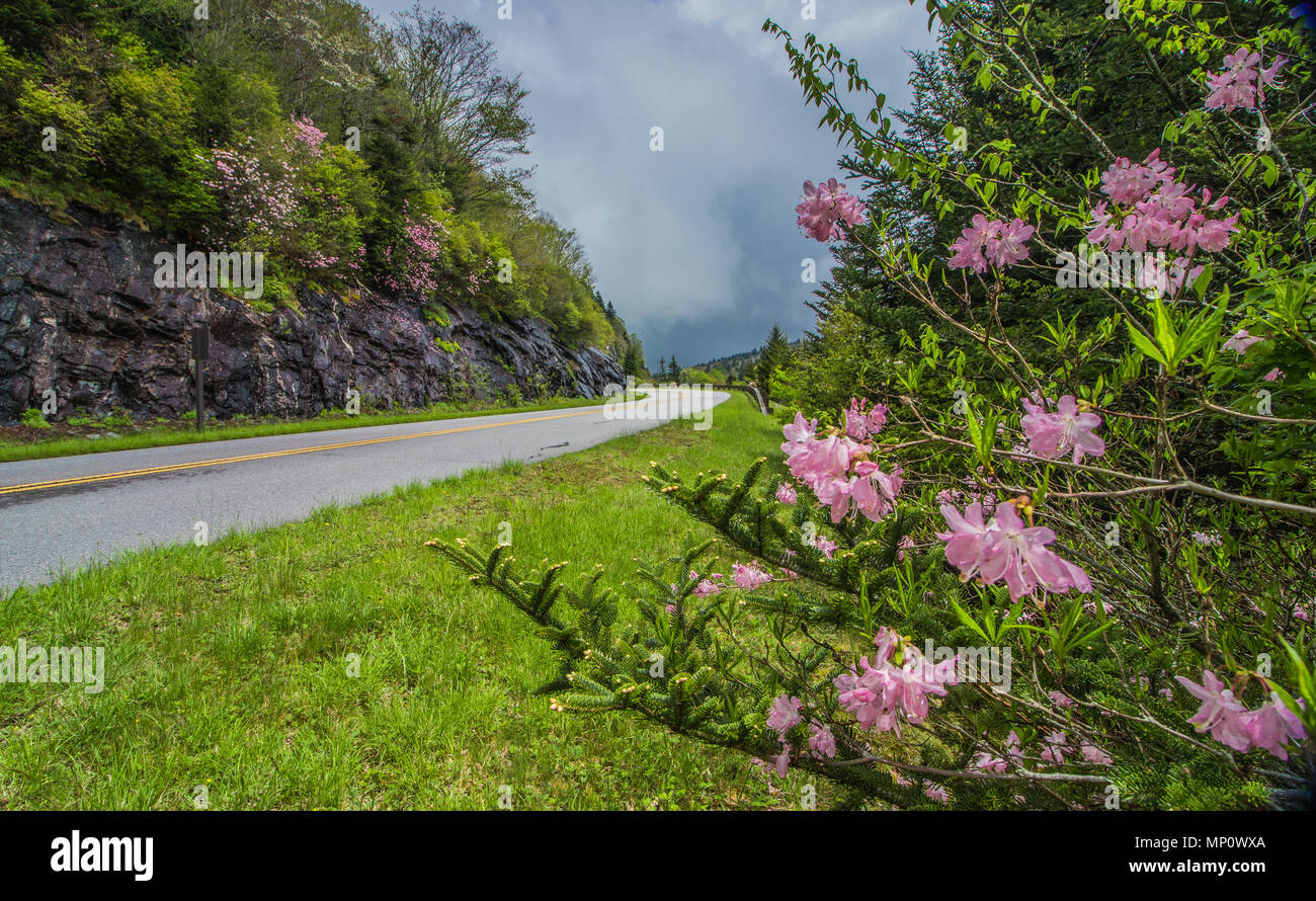 Spring on the Blue Ridge Parkway in North Carolina Stock Photo - Alamy