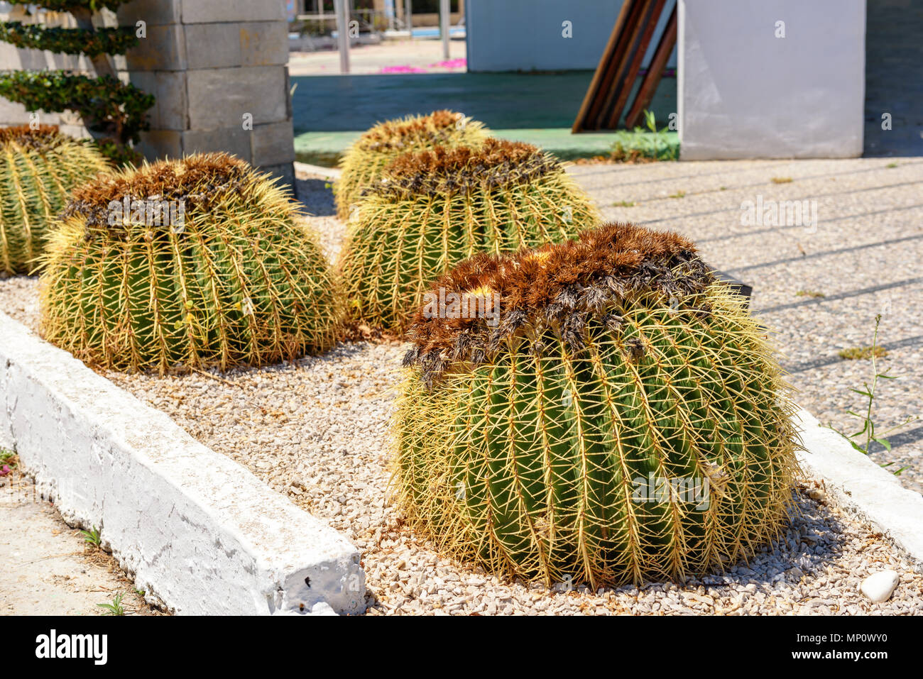 Tropical cactus balls growing on street on Rhodes island, Grece Stock ...