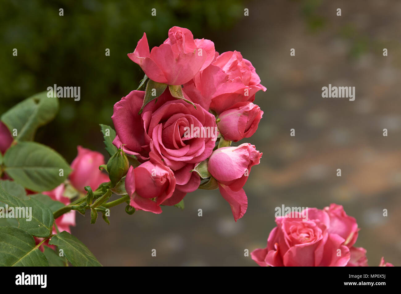 rose bushes in the old Spanish garden. Pink and red rose petals Stock ...