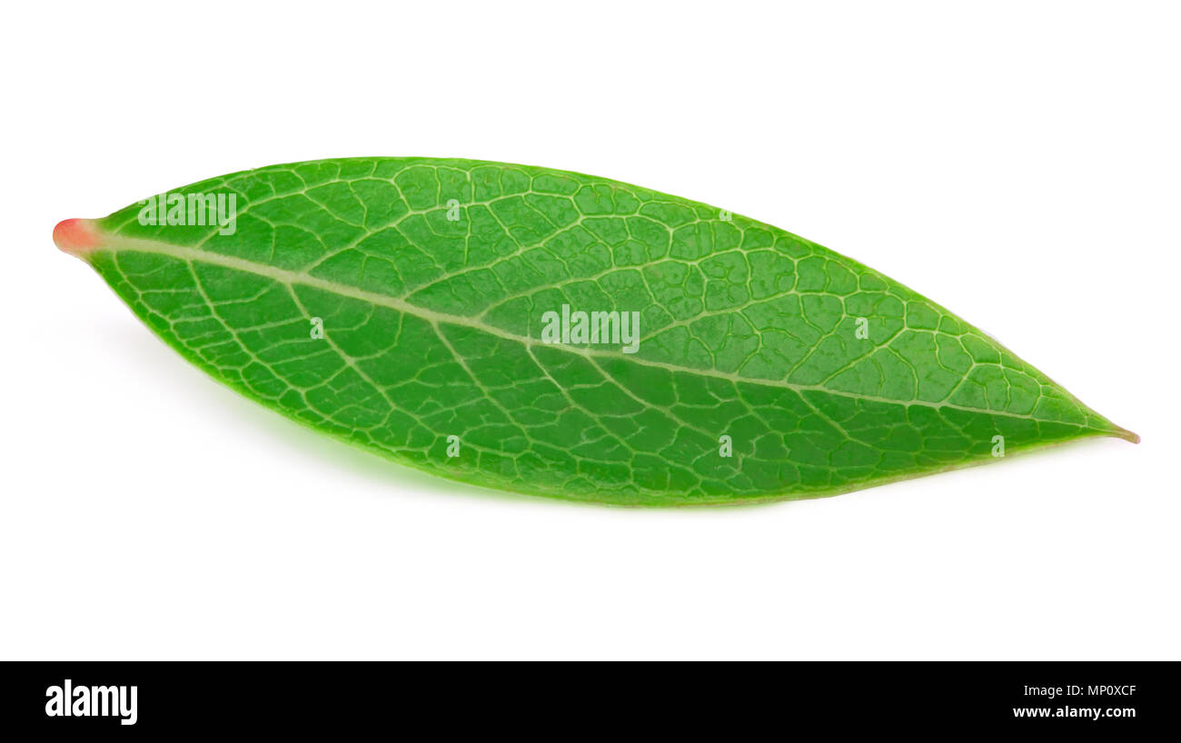 Single blueberry Cut Out Stock Images & Pictures - Alamy