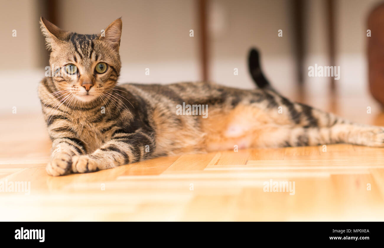 Beautiful relaxed domestic cat at home Stock Photo - Alamy