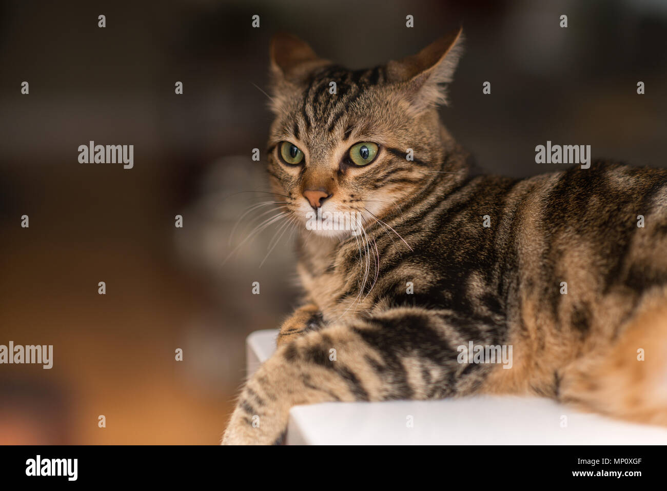 Beautiful relaxed domestic cat at home Stock Photo - Alamy