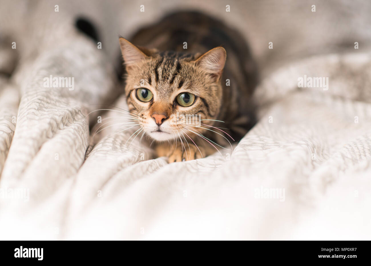Beautiful domestic cat at home Stock Photo - Alamy