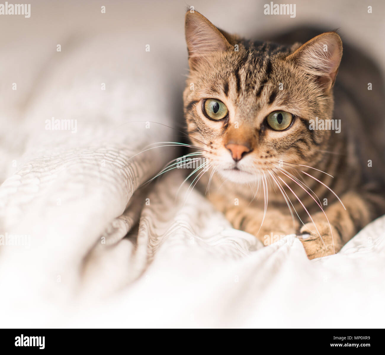 Beautiful domestic cat at home Stock Photo - Alamy
