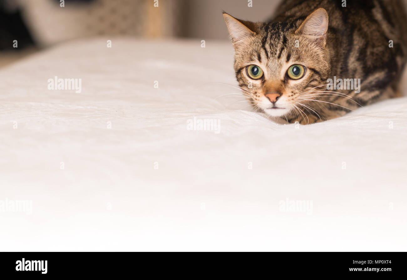 Beautiful domestic cat at home Stock Photo - Alamy