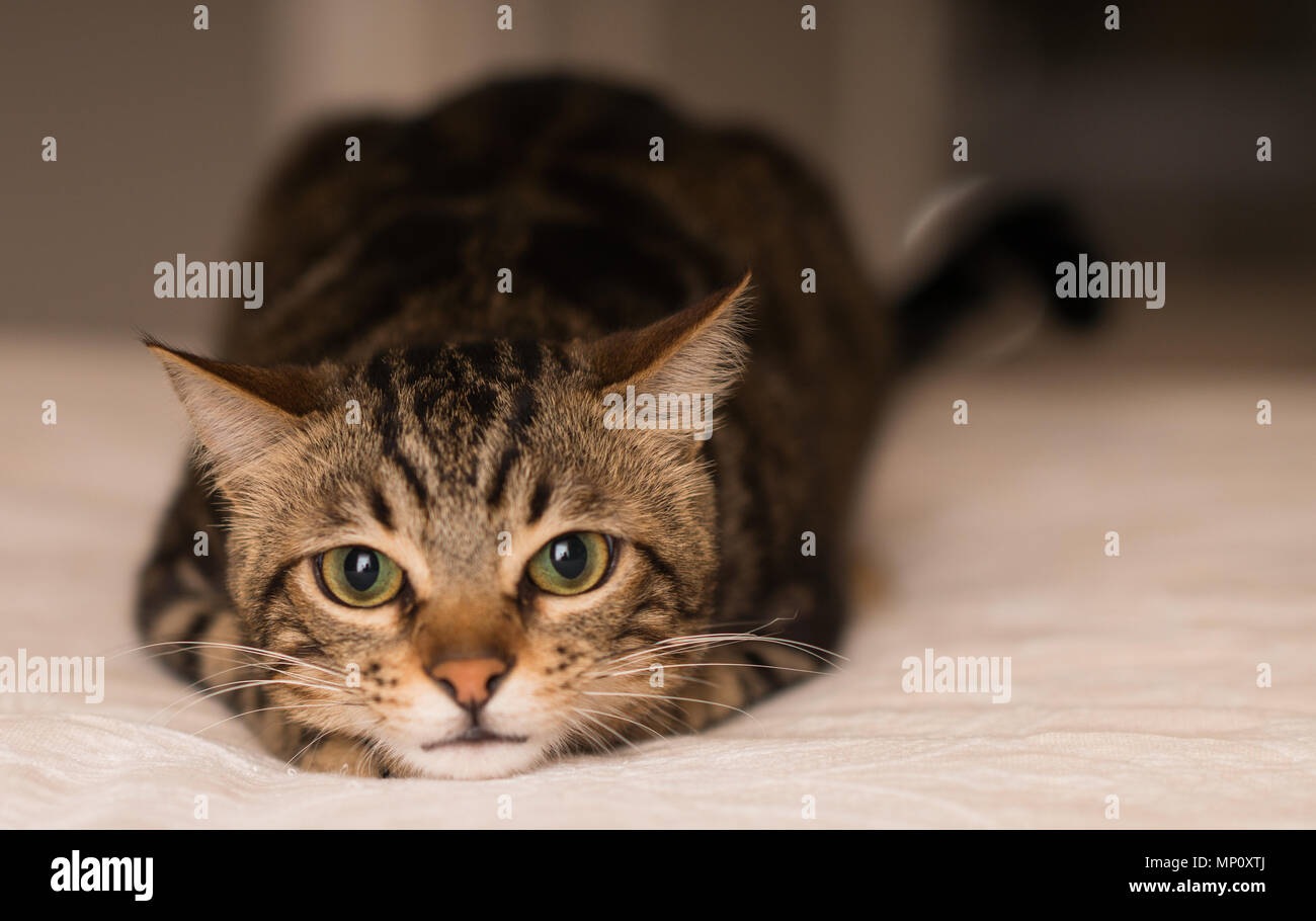Beautiful domestic cat at home Stock Photo - Alamy