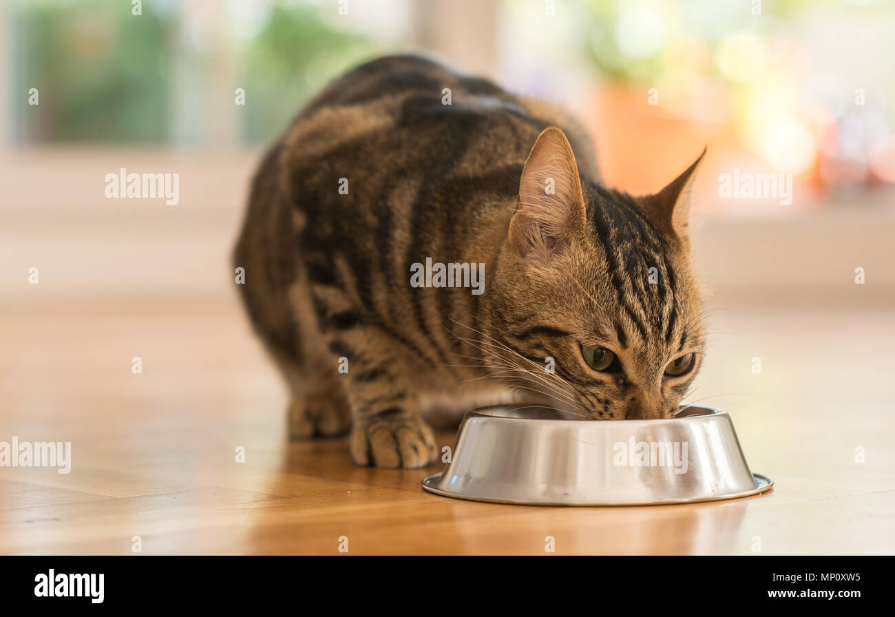 Beautiful feline cat eating on a metal bowl. Cute domestic animal Stock ...
