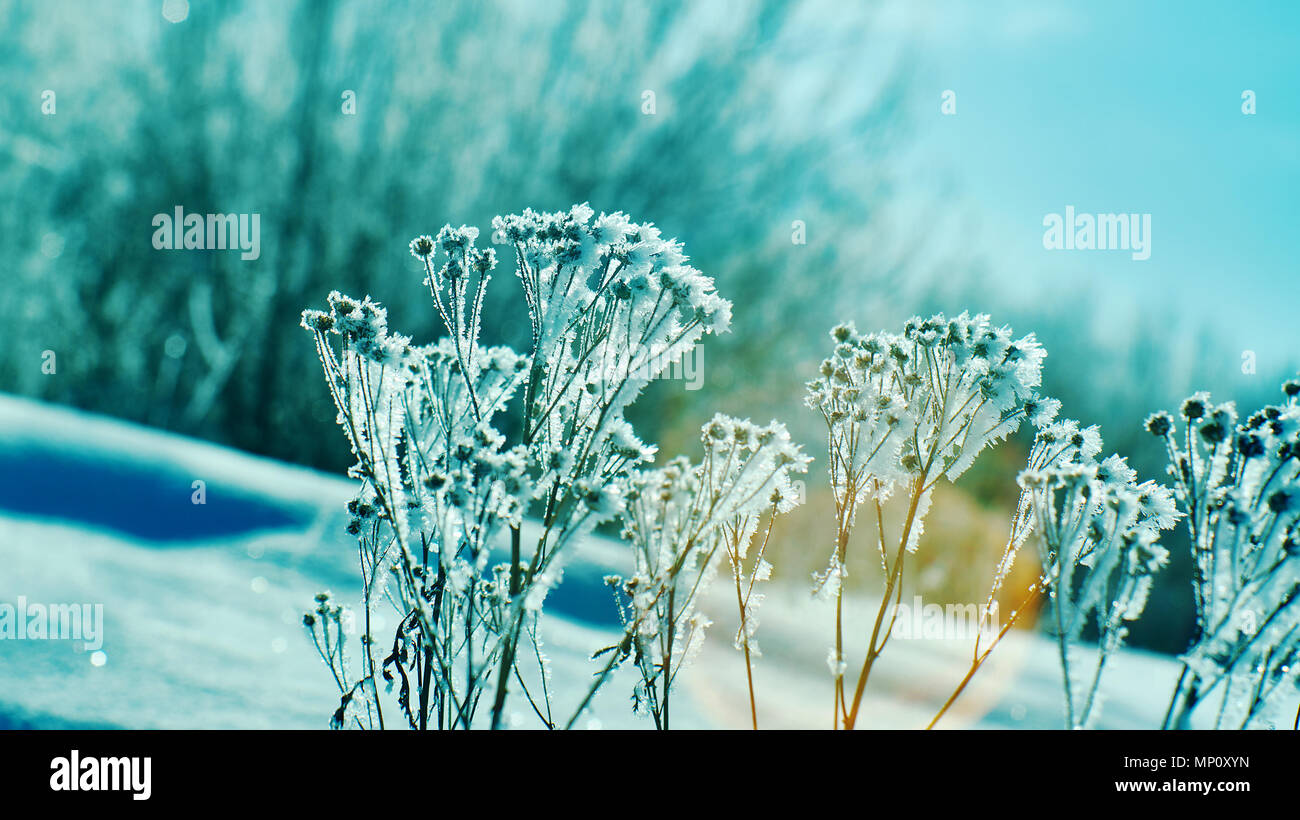 Crystal snow-flowers against the blue sky. Winter wonder of nature ...