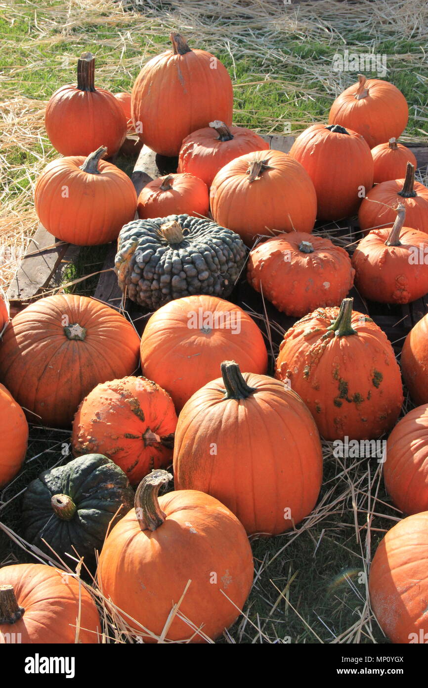 Knobbly pumpkins hi-res stock photography and images - Alamy