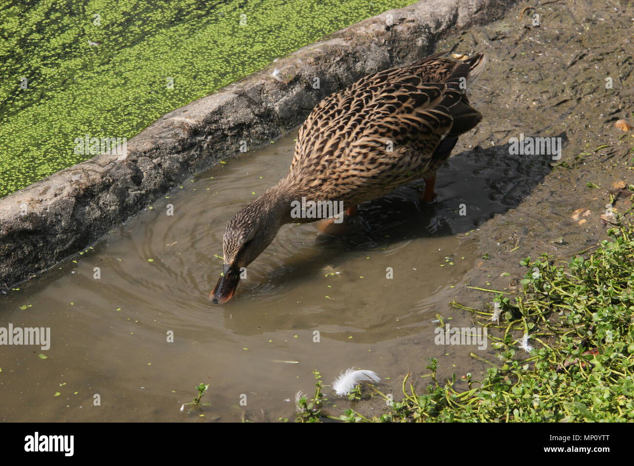 New Orleans Park Stock Photos & New Orleans Park Stock Images - Alamy