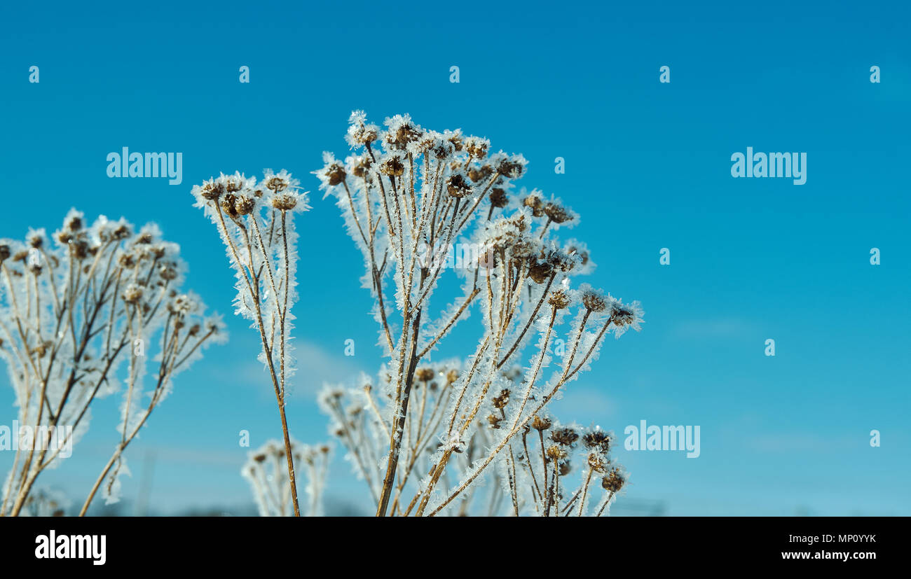 Crystal snow-flowers against the blue sky. Winter wonder of nature ...