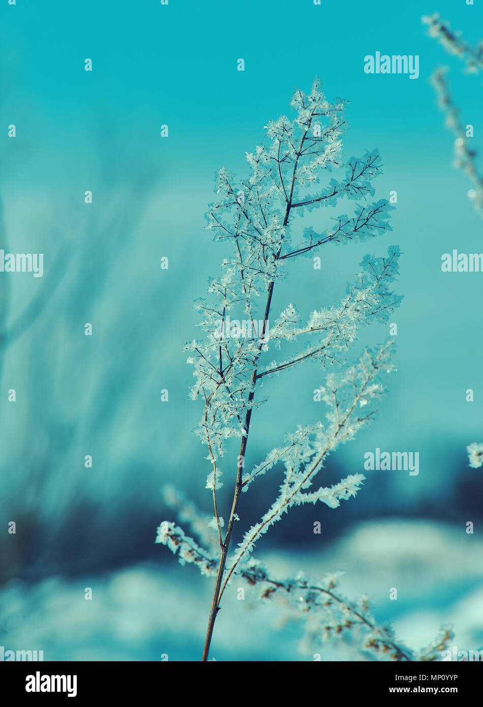 Crystal snow-flowers against the blue sky. Winter wonder of nature ...