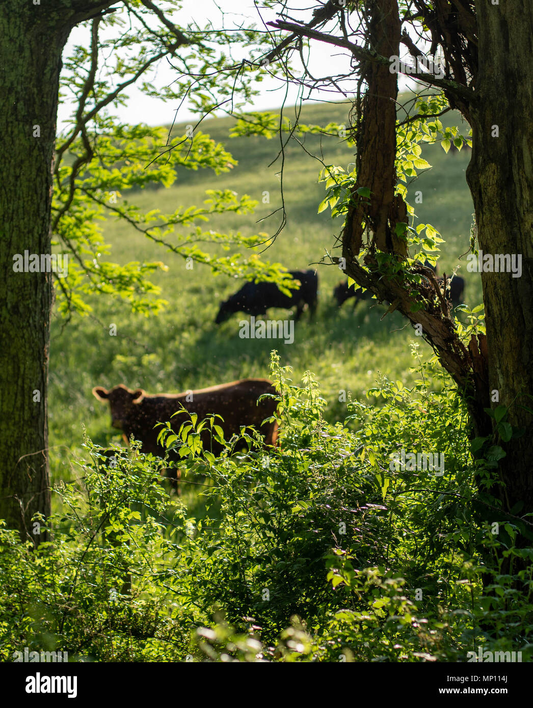 Rockbridge hi-res stock photography and images - Alamy