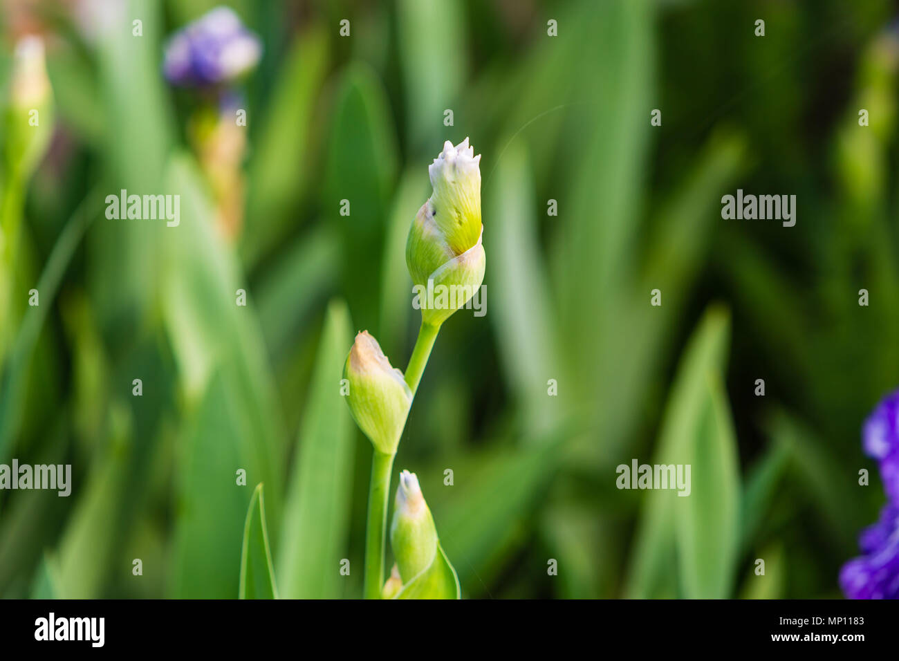 Opening iris hi-res stock photography and images - Alamy