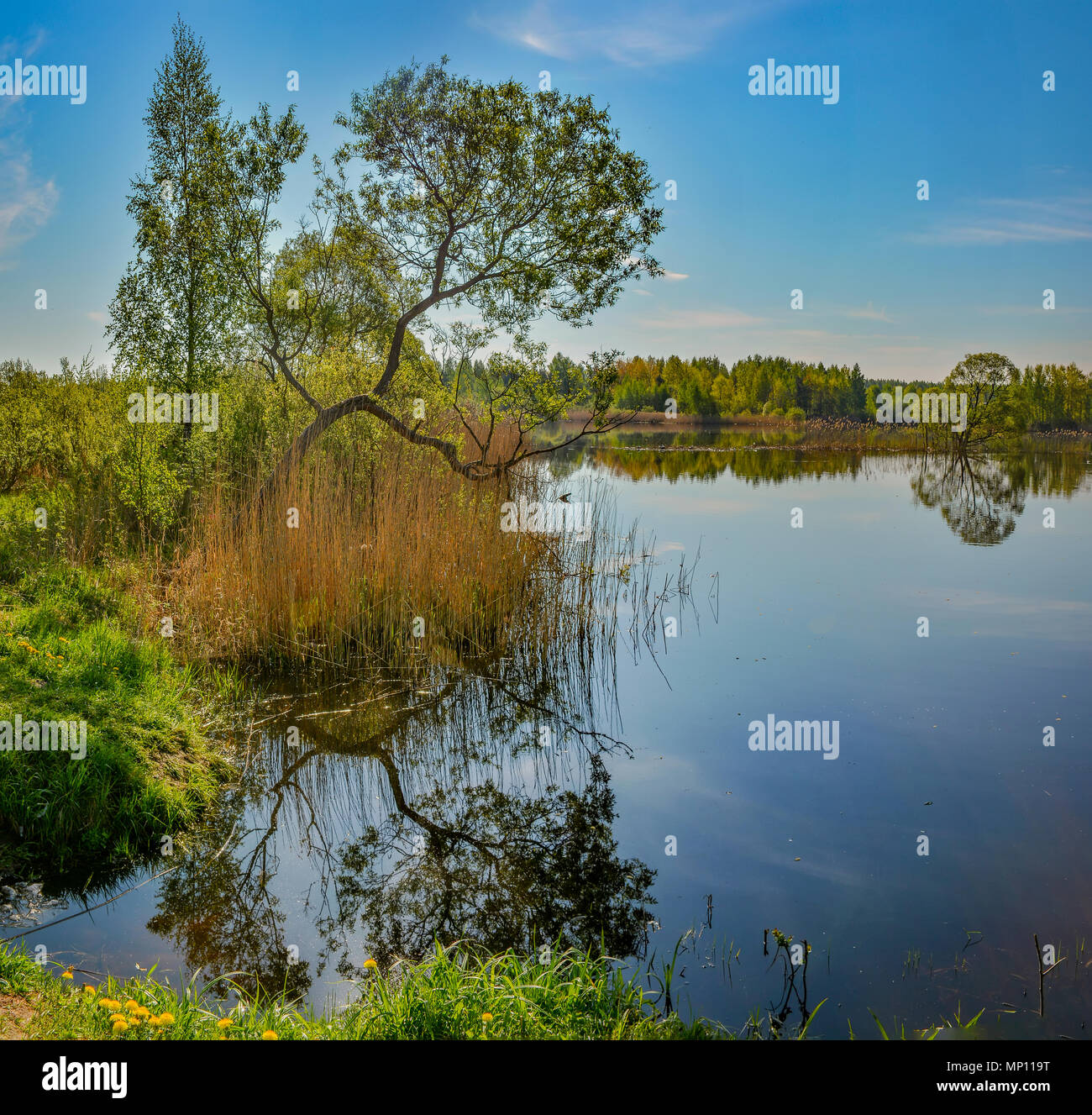 Spring morning on the lake. Russia. Leningrad region Stock Photo - Alamy