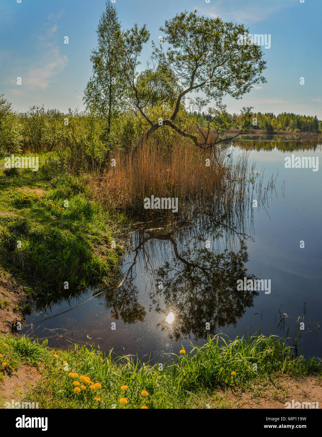 Spring morning on the lake. Russia. Leningrad region Stock Photo - Alamy
