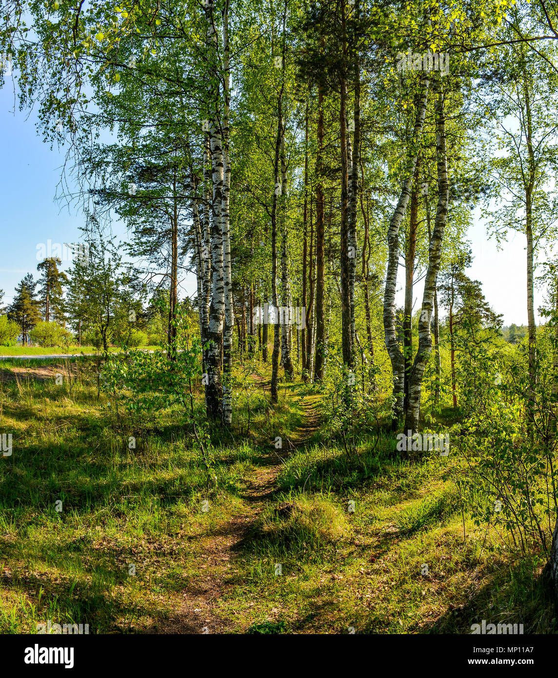 Spring morning on the lake. Russia. Leningrad region Stock Photo - Alamy