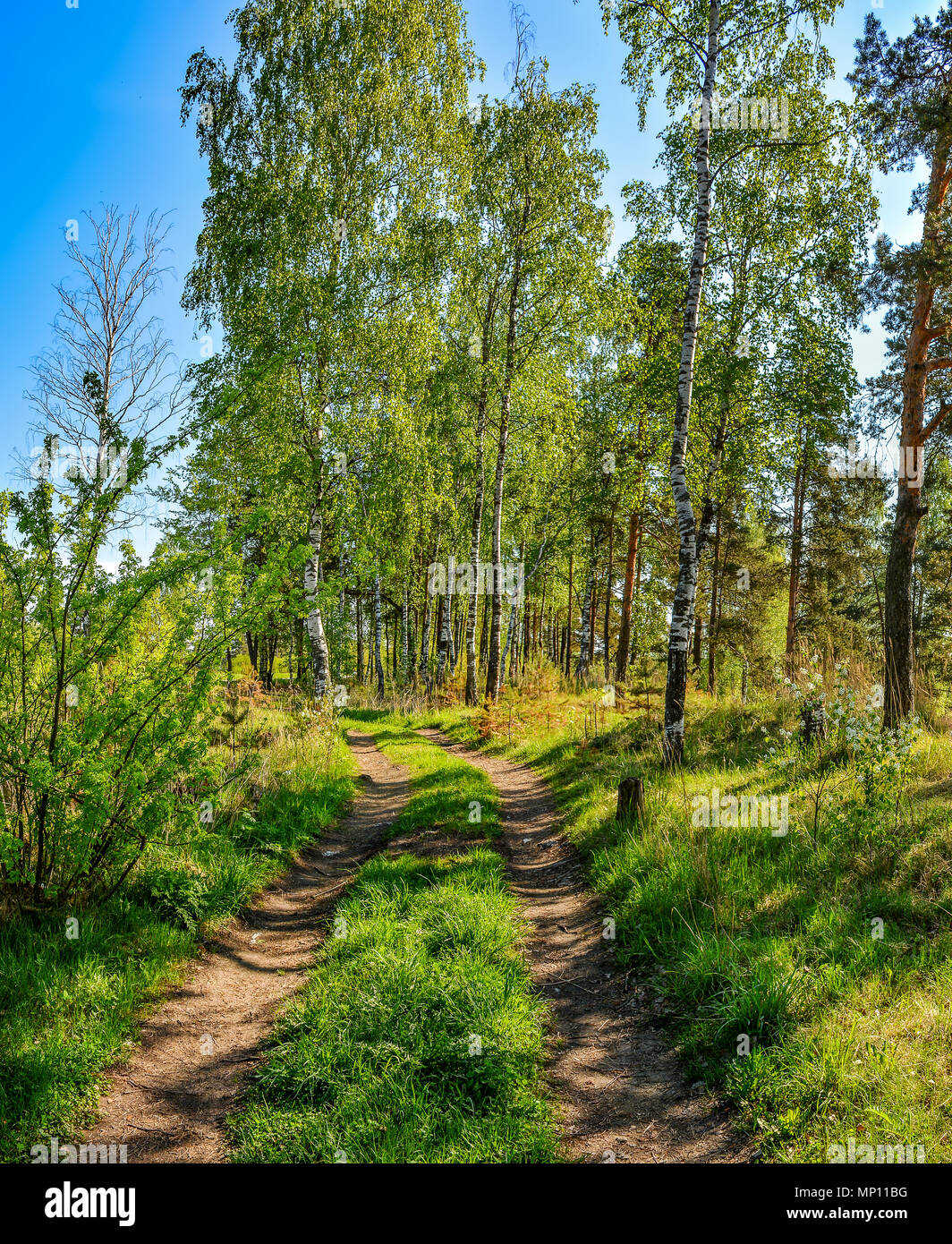 Spring morning on the lake. Russia. Leningrad region Stock Photo - Alamy