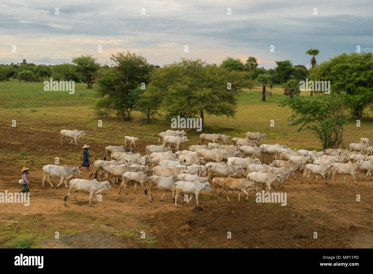 A herd of white zebu cows cattle walking through fields in rural Bagan ...