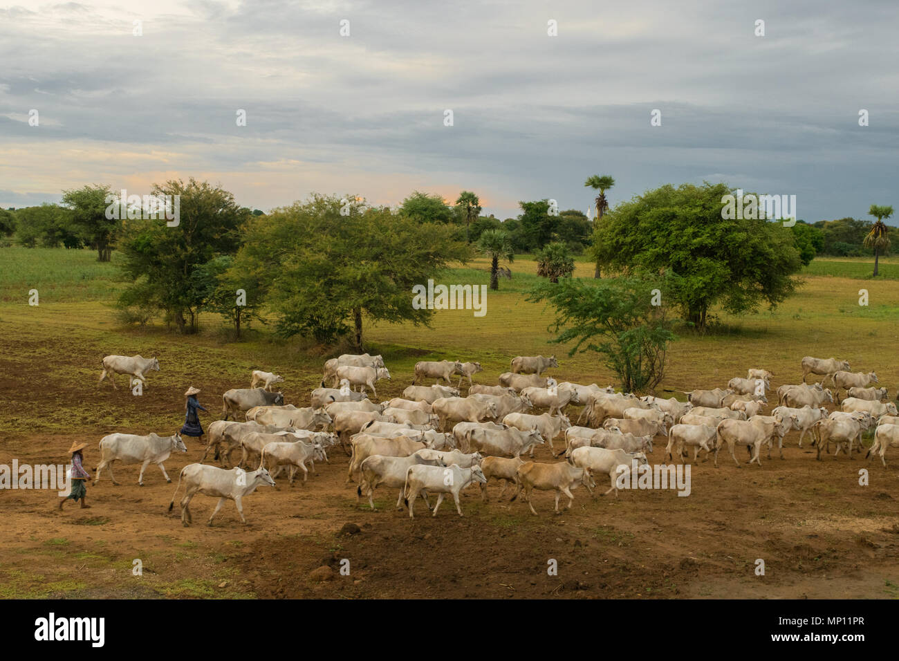 A herd of white zebu cows cattle walking through fields in rural Bagan ...