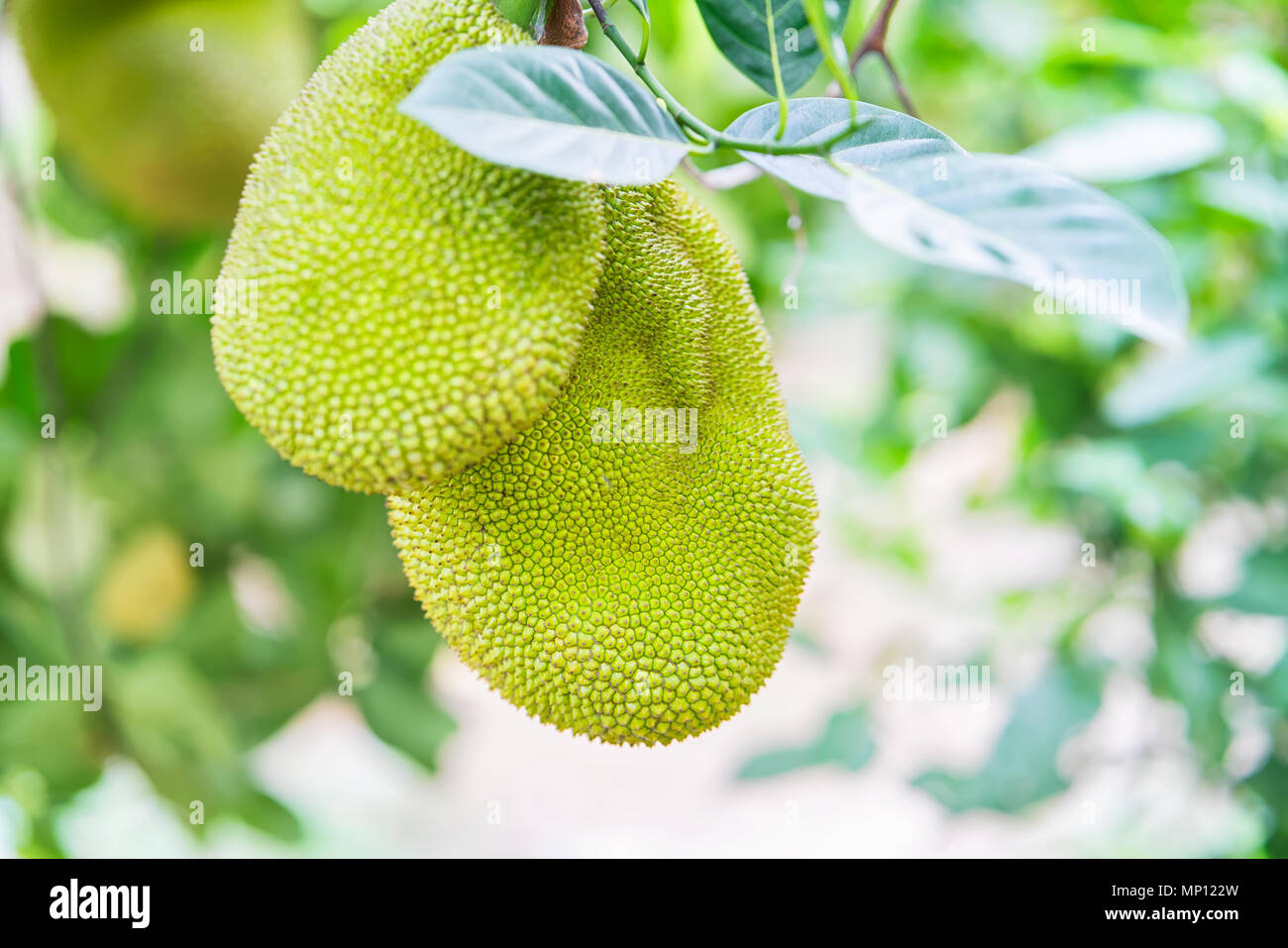 Durian rotten hi-res stock photography and images - Alamy