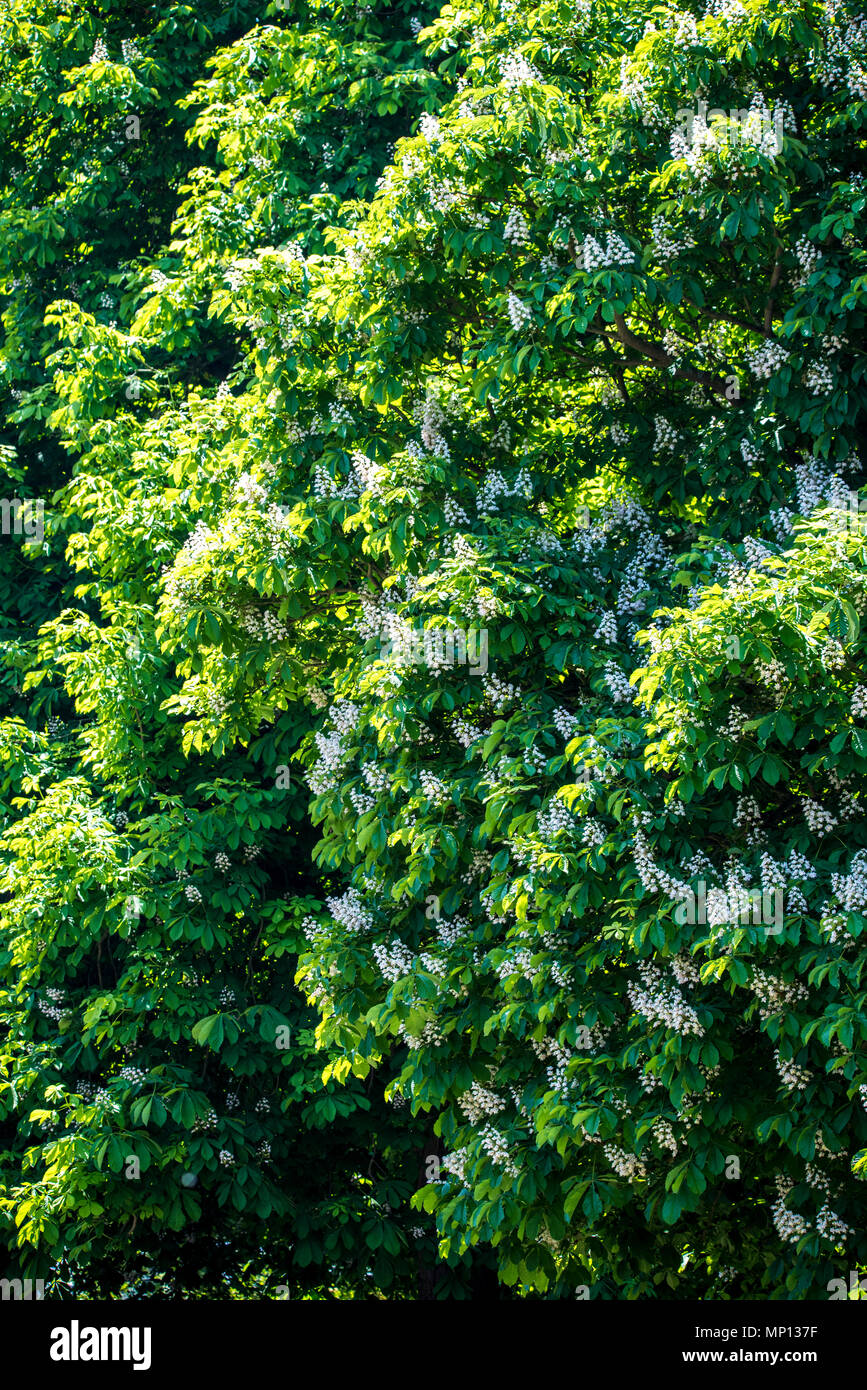 19 May 2018 - A close up photograph of the trees that lined the Long ...