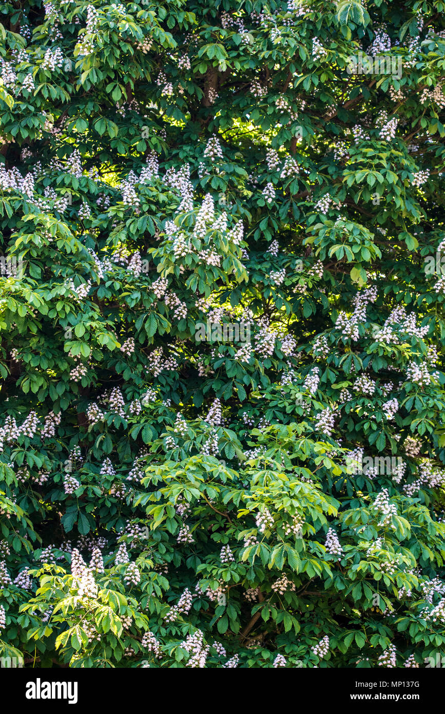 19 May 2018 - A close up photograph of the trees that lined the Long ...