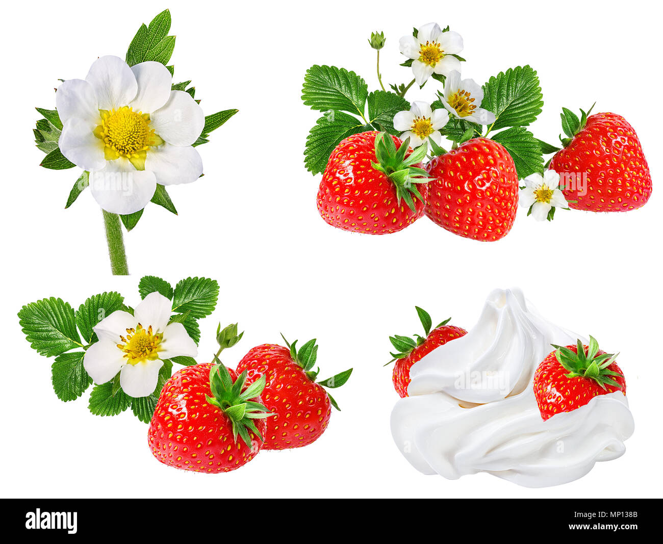 strawberry and strawberry flower isolated on white background Stock ...