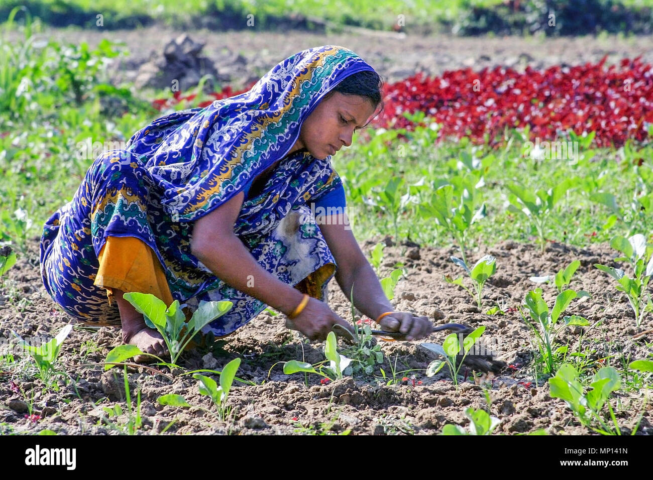 A Rural women working agriculture field.Khulna,Bangladesh Stock Photo ...