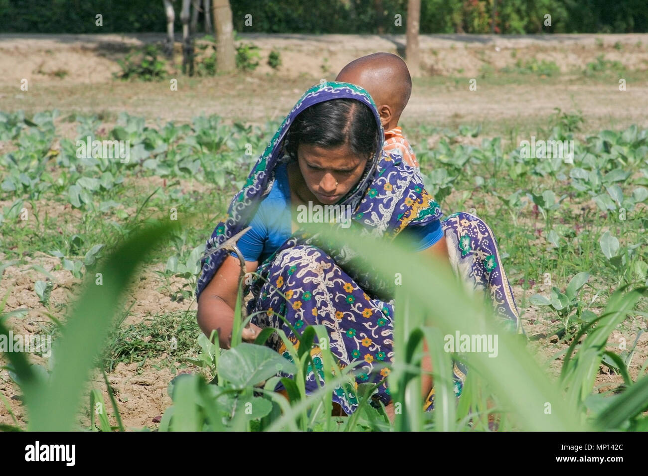 A Rural women working agriculture field.Khulna,Bangladesh Stock Photo ...