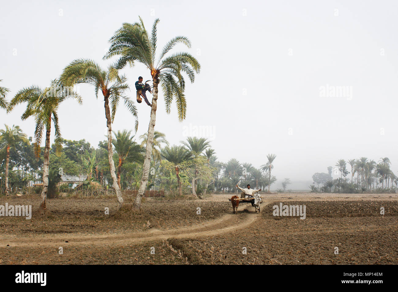A tree climber locally known as a “Gachee” collects juice from a date ...