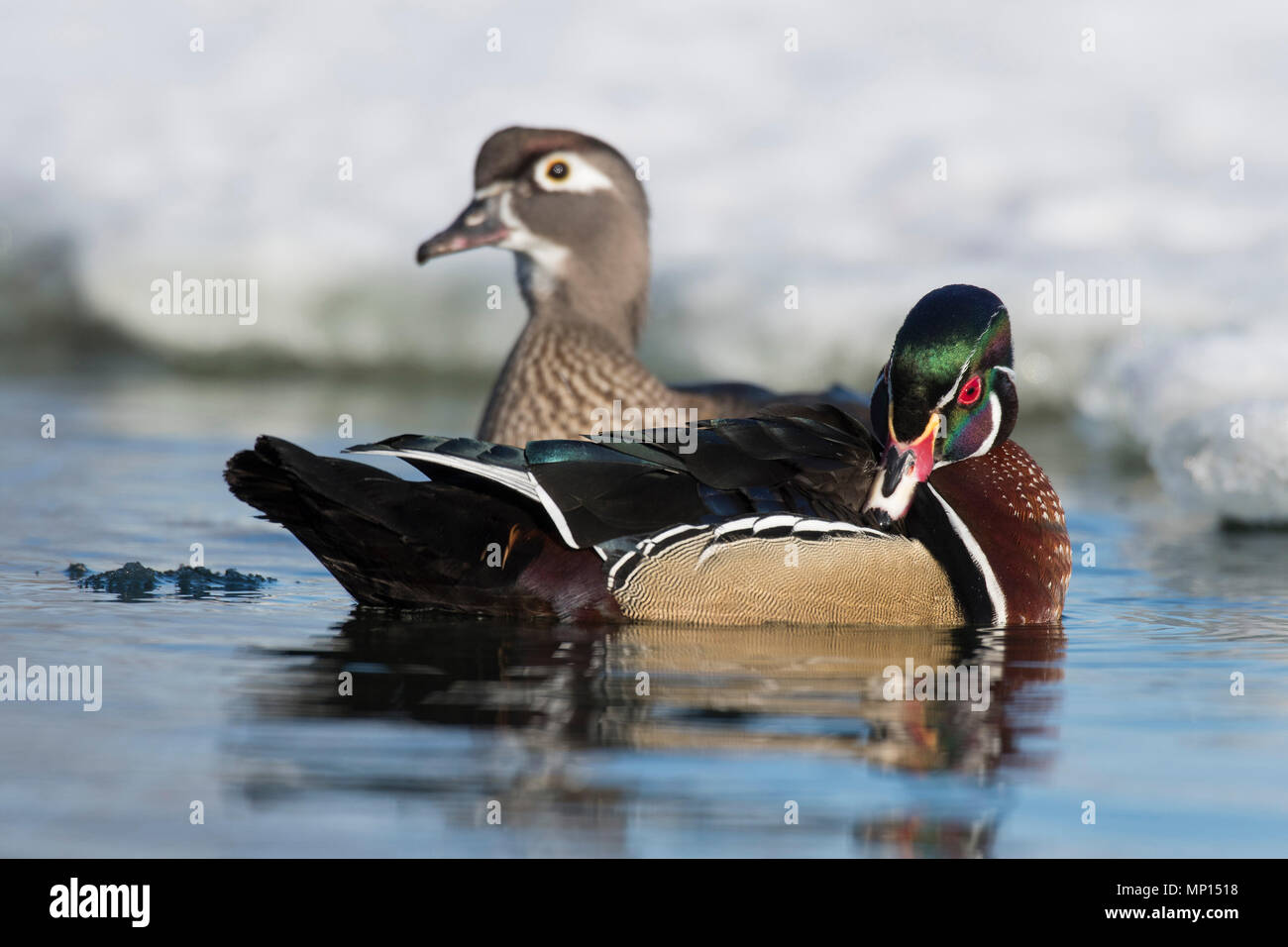 Wood Ducks in the winter in Minnesota Stock Photo - Alamy