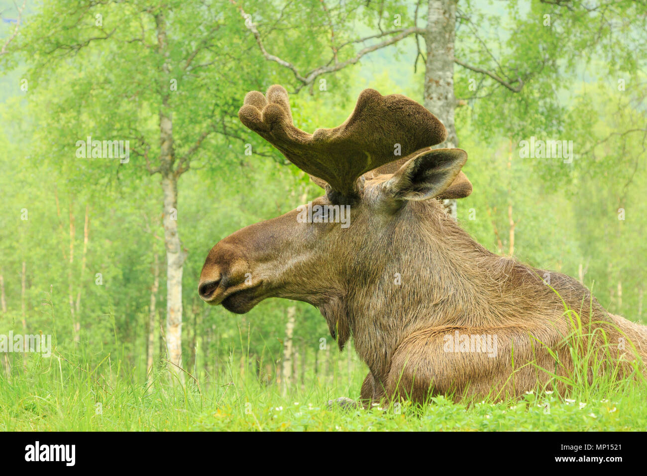 Moose Lying Down High Resolution Stock Photography and Images - Alamy