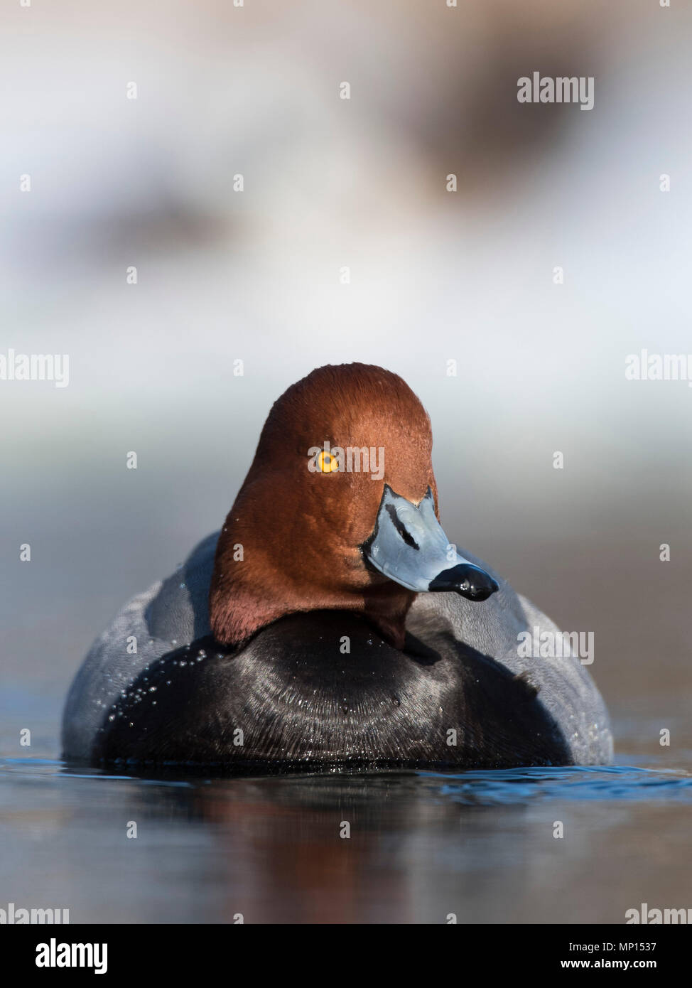 Redhead duck flying hi-res stock photography and images - Alamy