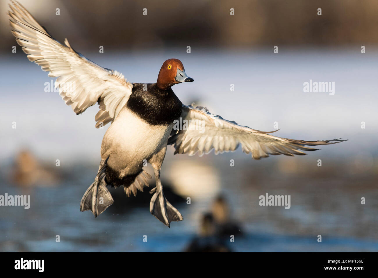 Redhead ducks in flight hi-res stock photography and images - Alamy