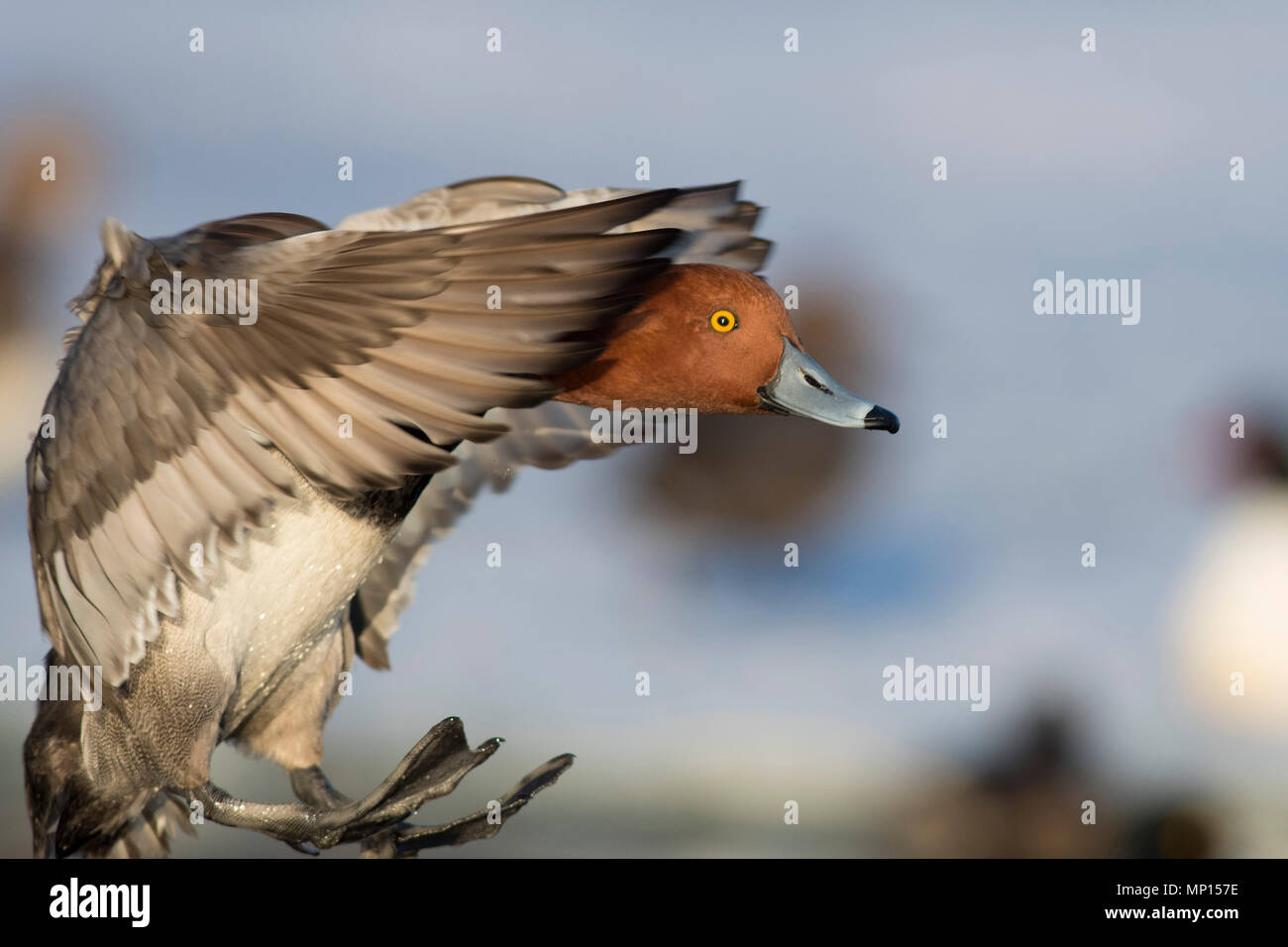 Redhead ducks in Minnesota in the spring Stock Photo - Alamy