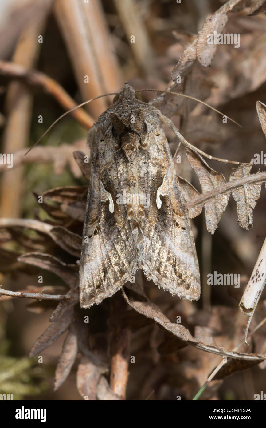 Silver y moth hi-res stock photography and images - Alamy
