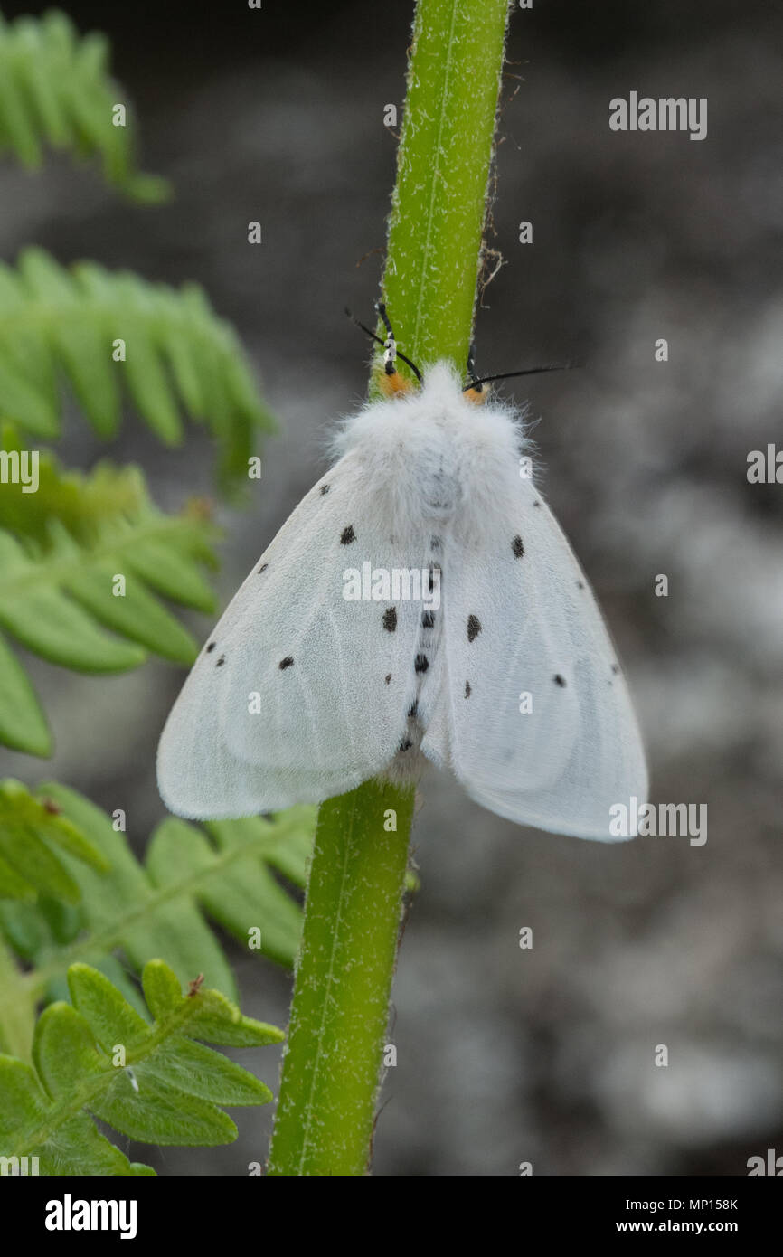 Female muslin moth (Diaphora mendica) on bracken in Surrey, UK Stock ...