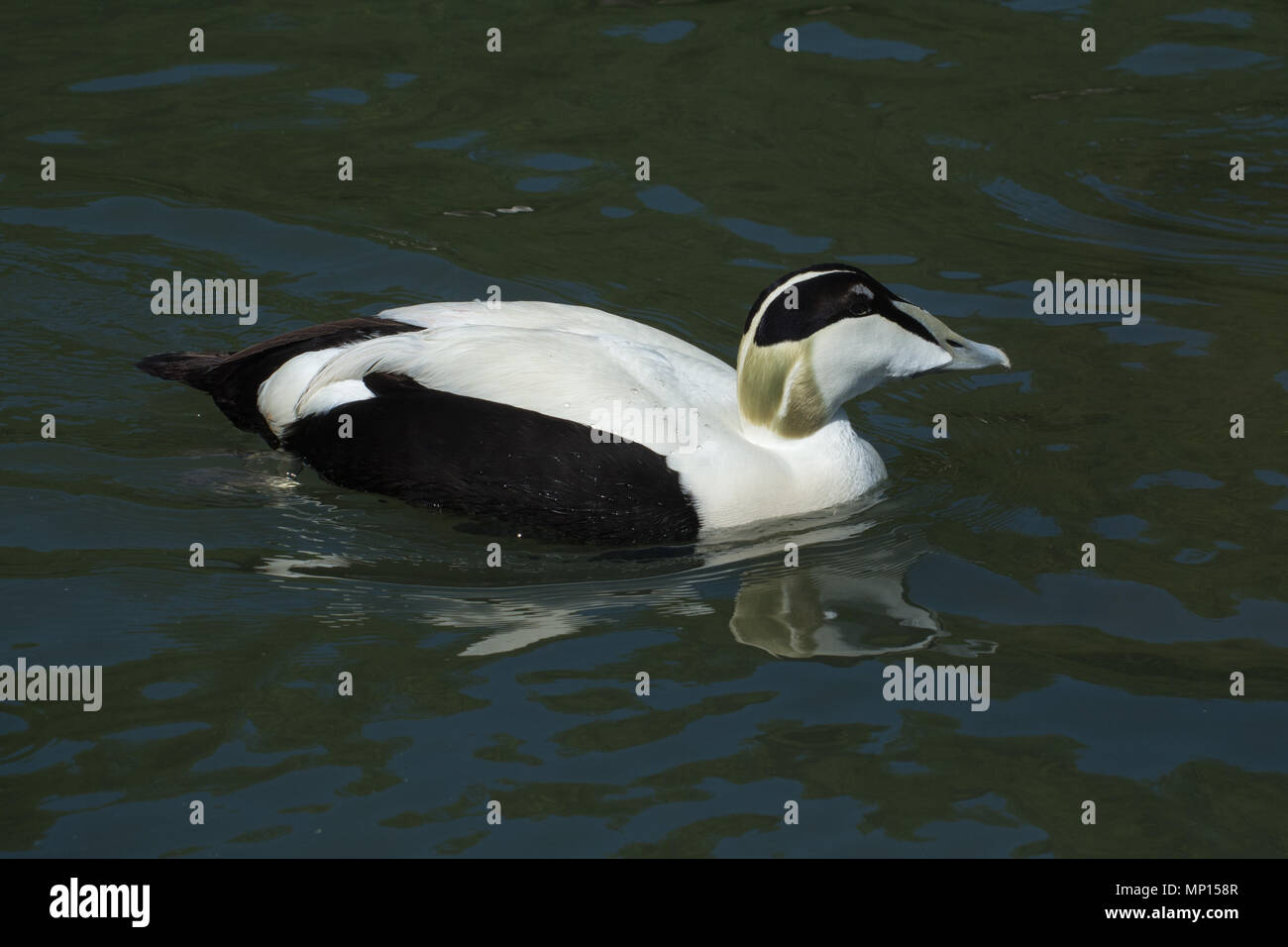 Male eider duck (Somateria mollissima) swimming Stock Photo - Alamy