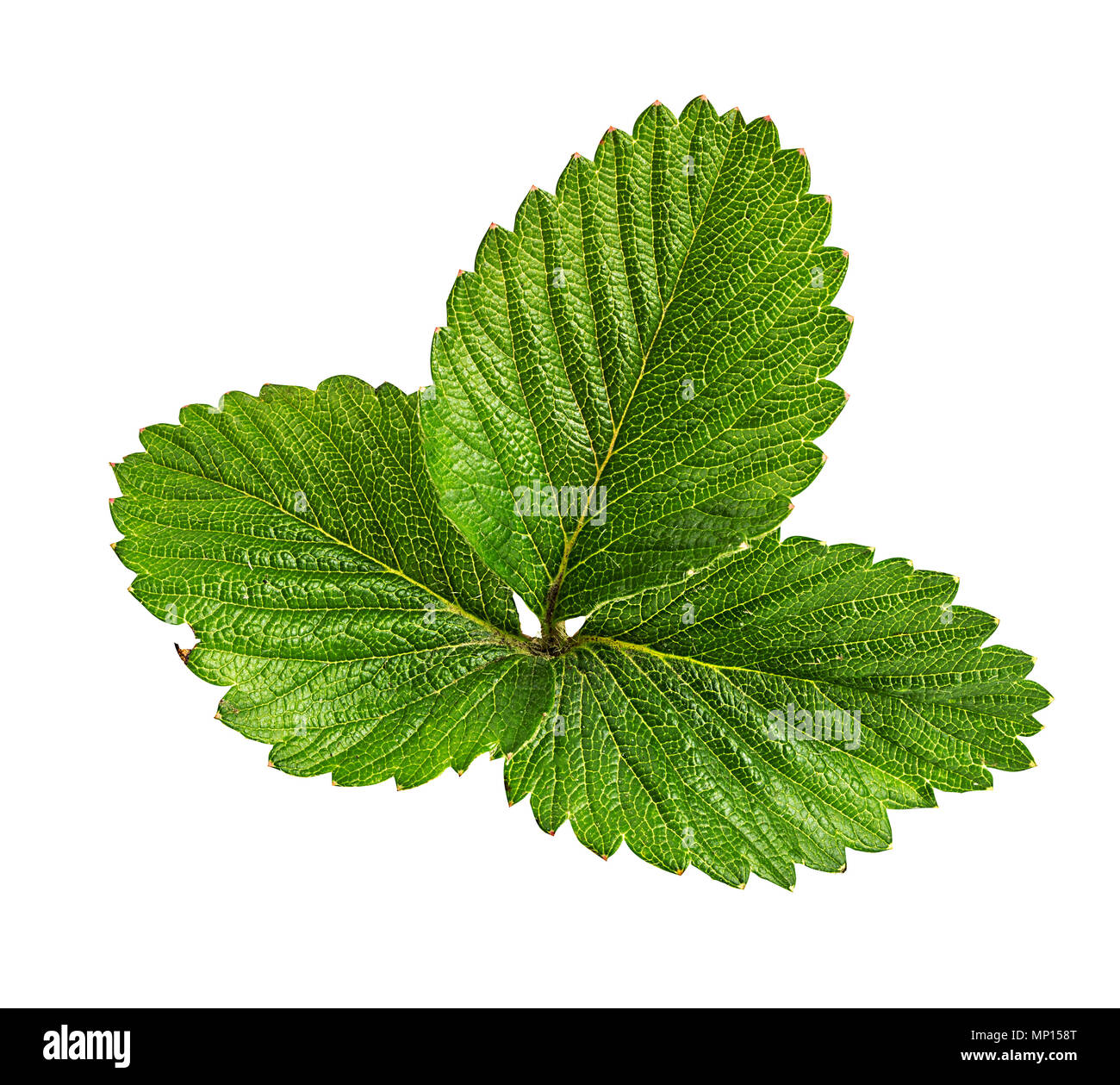 strawberry leaf isolated on white background Stock Photo - Alamy
