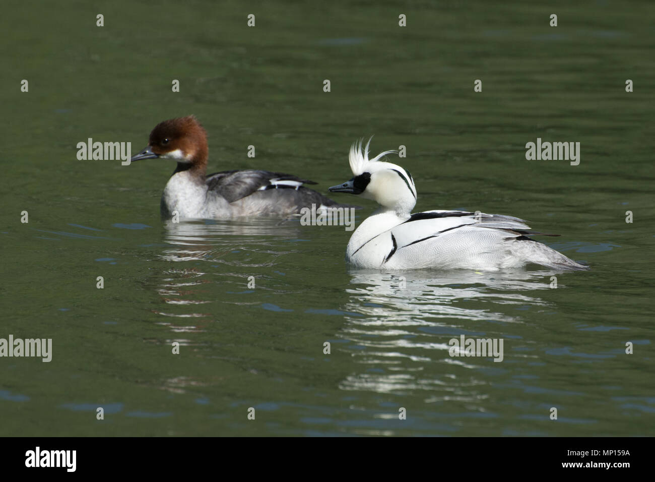 Pair of smew ducks (Mergellus albellus) swimming, UK Stock Photo - Alamy