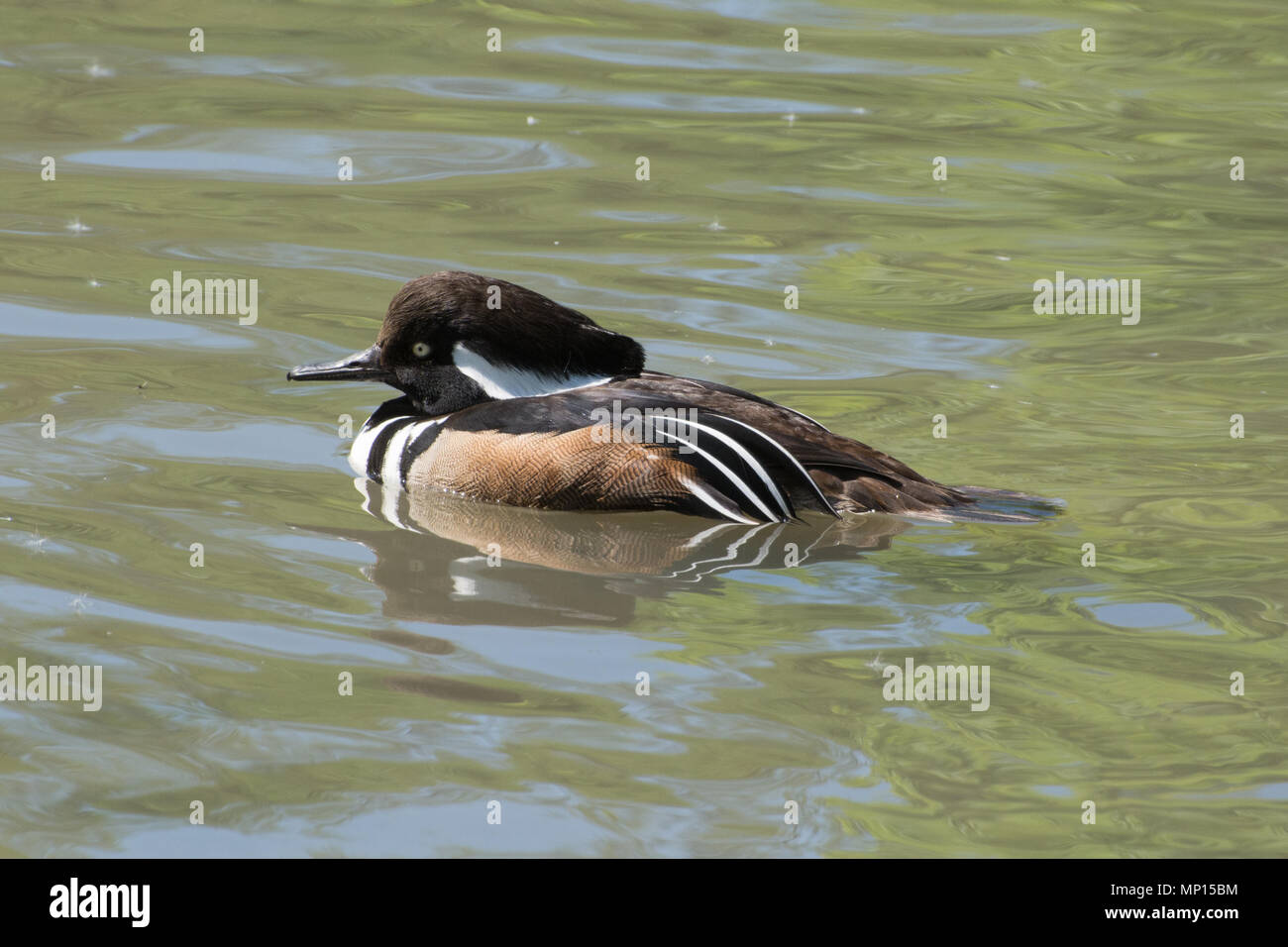 Male (drake) hooded merganser (Lophodytes cucullatus) swimming Stock ...