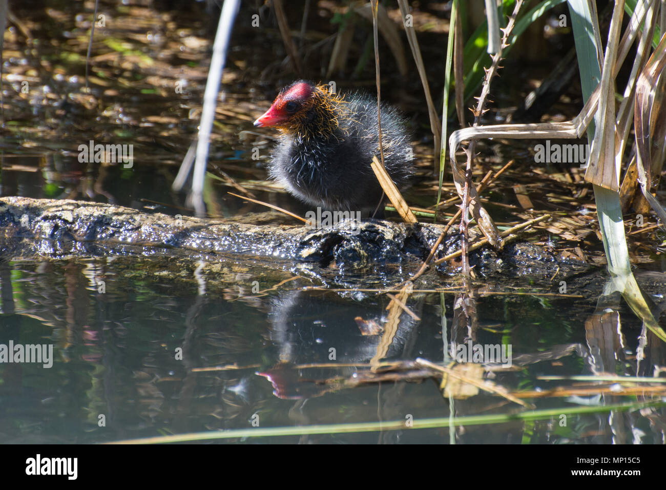 English coot hi-res stock photography and images - Alamy