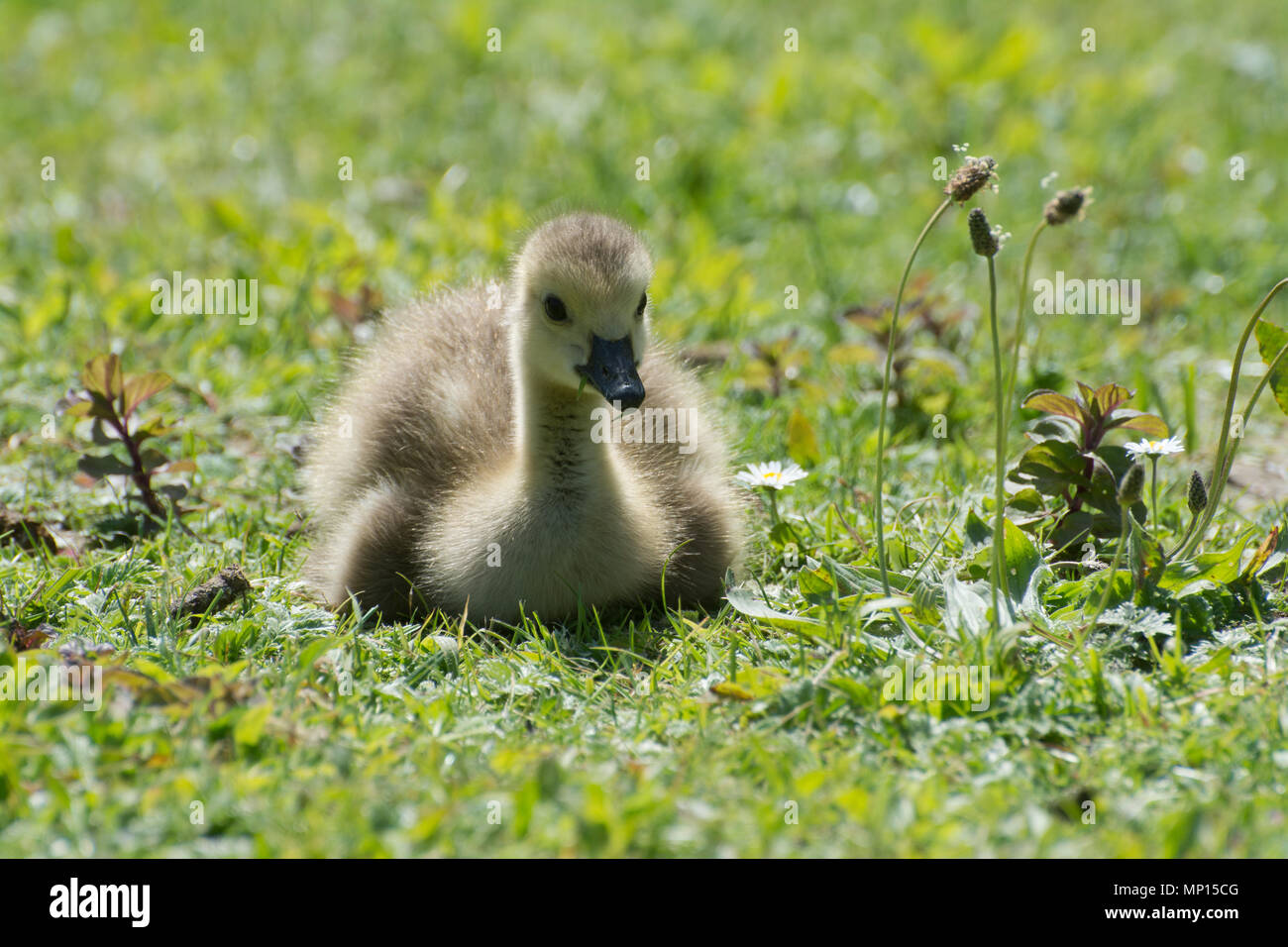 Cute goose hi-res stock photography and images - Alamy