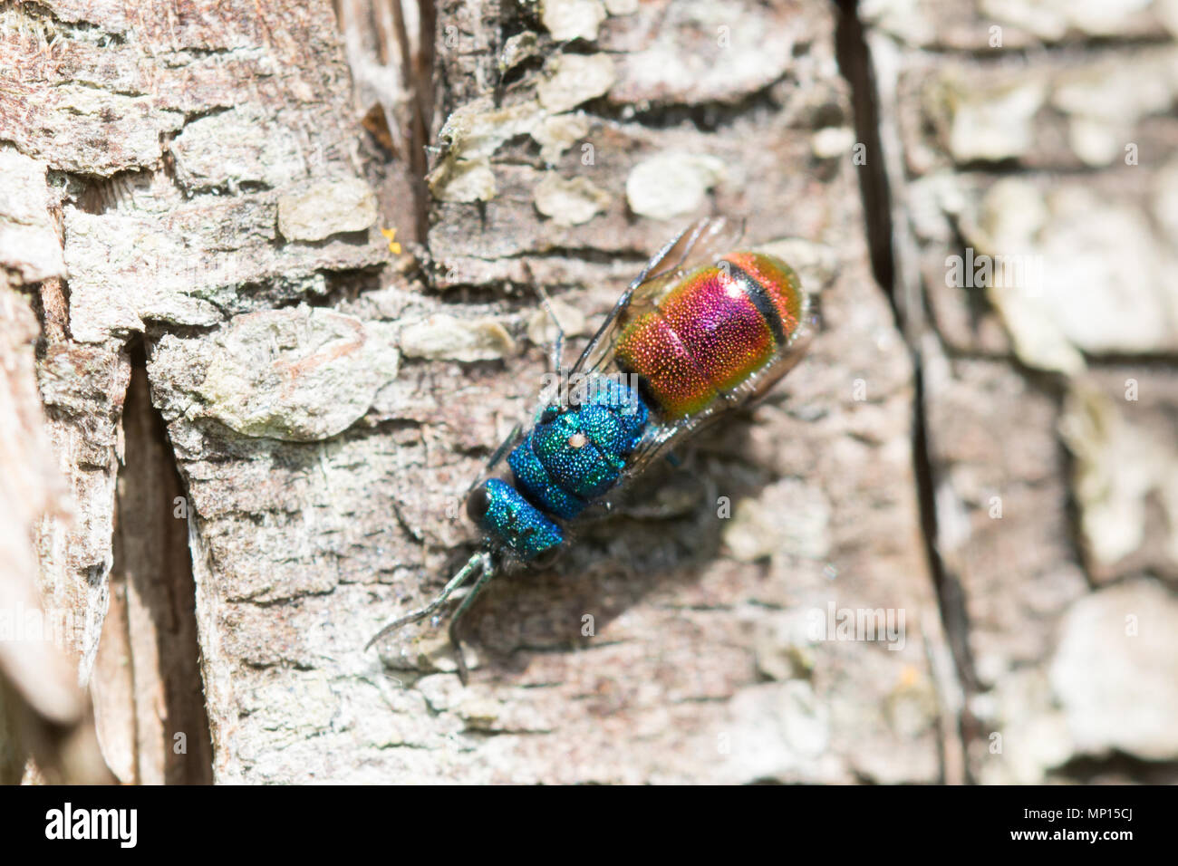 Ruby-tailed wasp (Chrysis ignita Stock Photo - Alamy