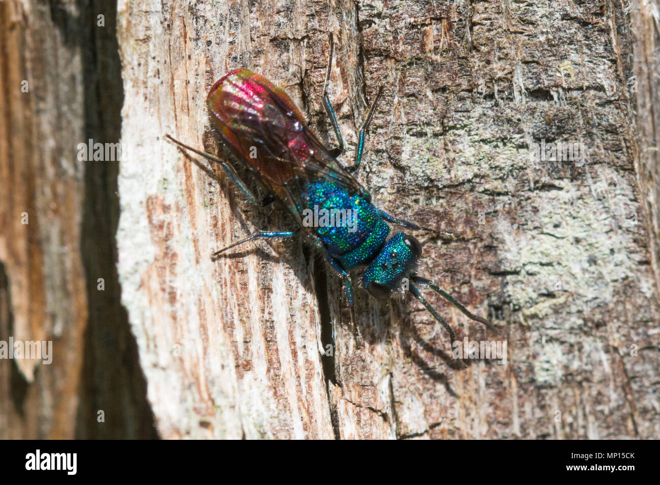 Ruby-tailed wasp (Chrysis ignita Stock Photo - Alamy