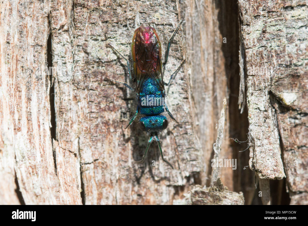 Ruby-tailed wasp (Chrysis ignita Stock Photo - Alamy