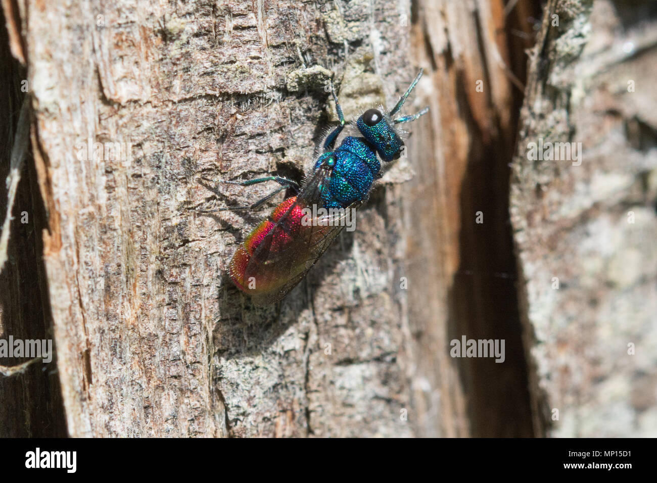 Ruby tailed cuckoo wasp hi-res stock photography and images - Alamy