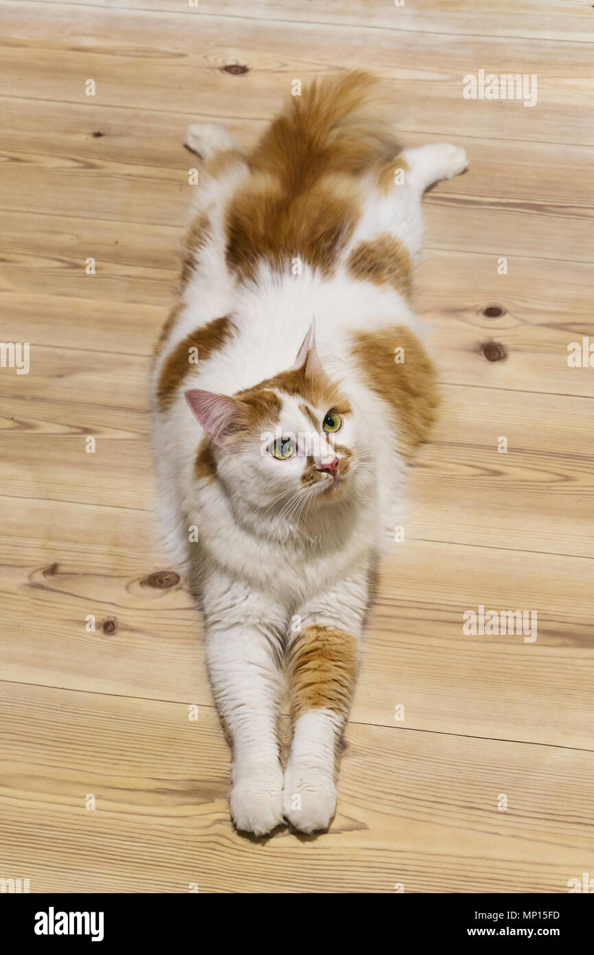 Fluffy cat lies on the floor stretching his paws Stock Photo - Alamy